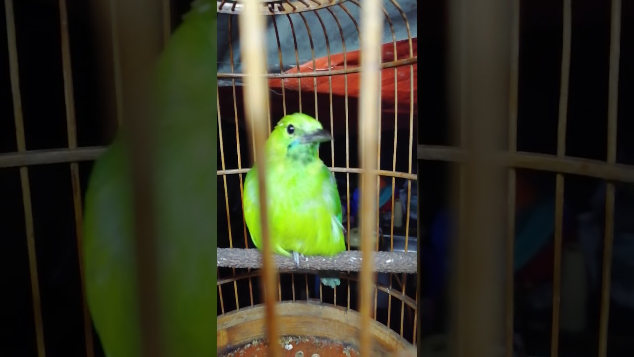 Burung Merbah Hijau / Daun (Sami) Anak Muda - YouTube