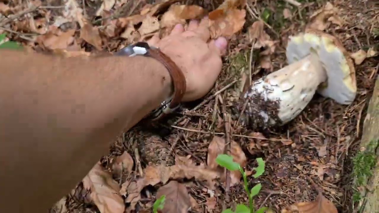 Prospection cèpe Un nouveau massif me dévoile des cèpes sublimes #cepes ...