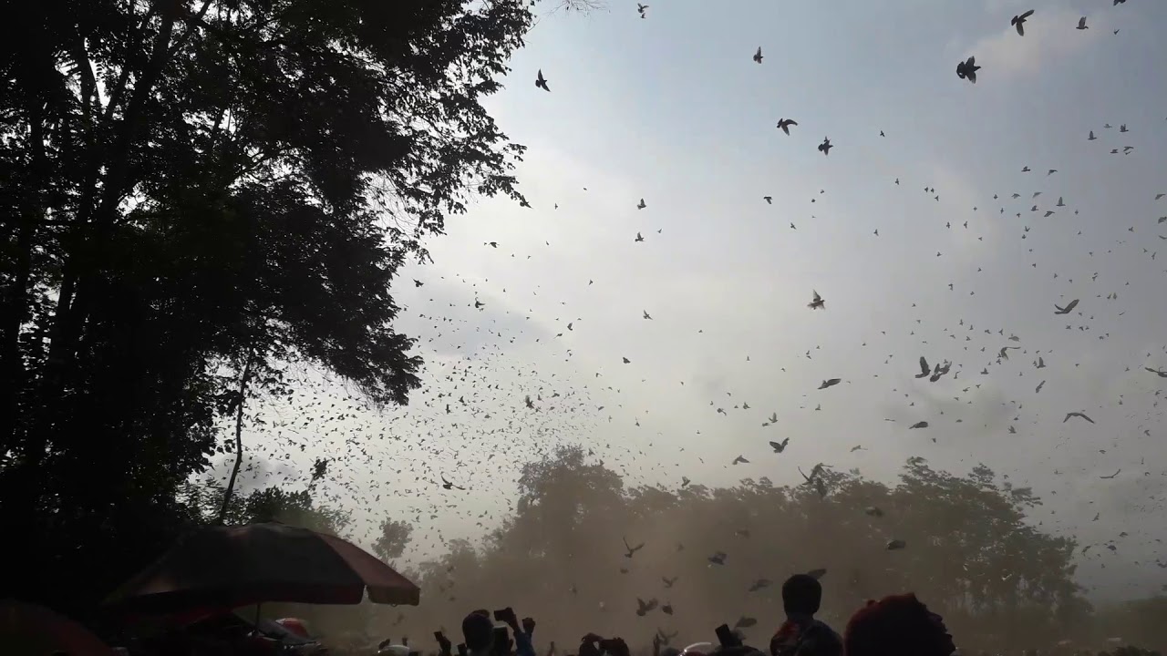 Semburat merpati 1700 lebih - YouTube