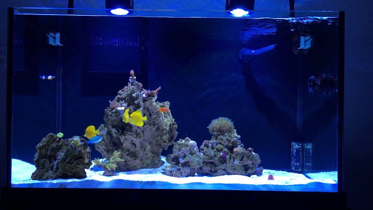 Deep Sea Aquatics Neo 65g upgraded Overflow - YouTube