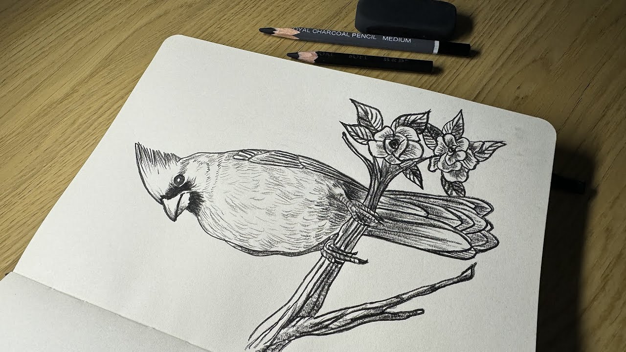 Drawing a Beautiful Bird: Easy Step-by-Step Tutorial 🐦 - YouTube