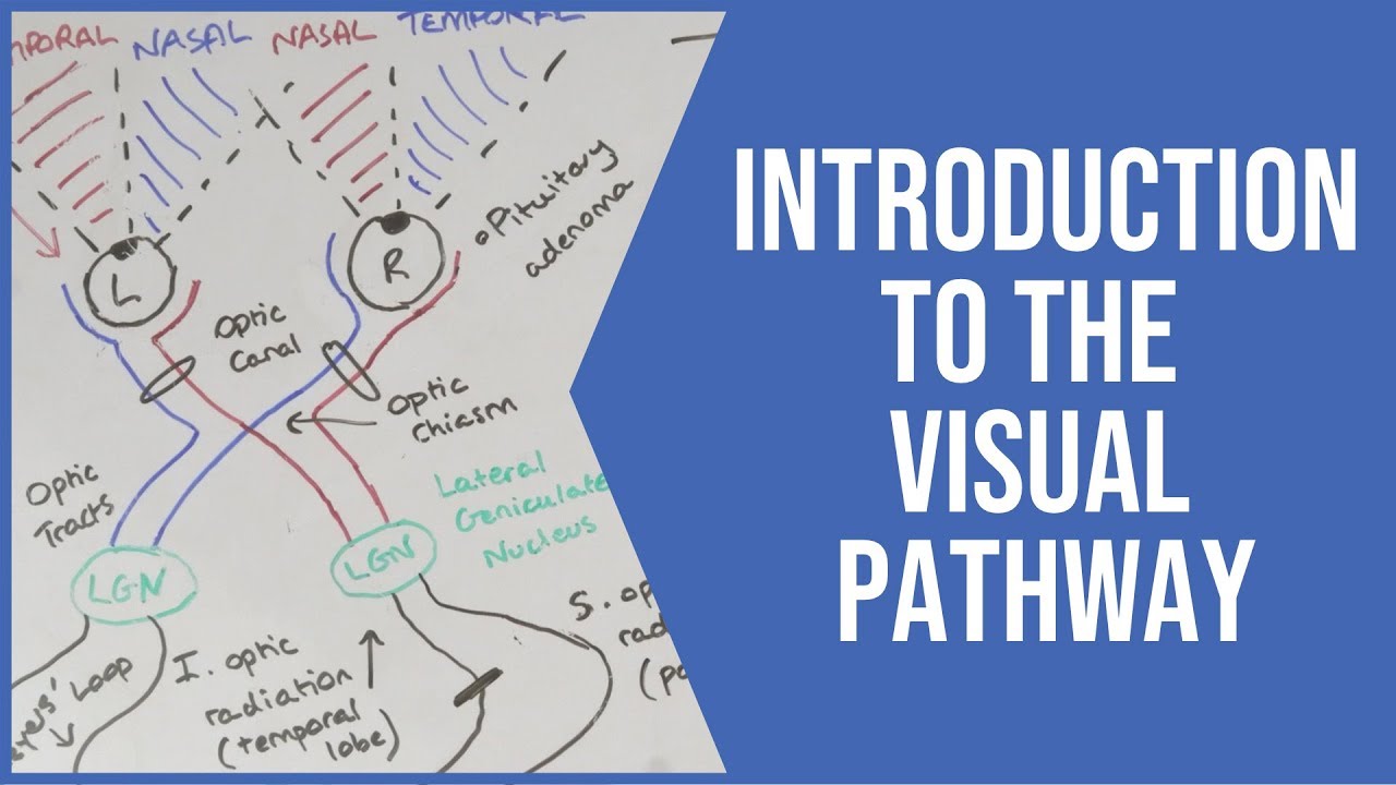 Intro To The Visual Pathways (Neurology) - USMLE/UK | PostGradMedic ...
