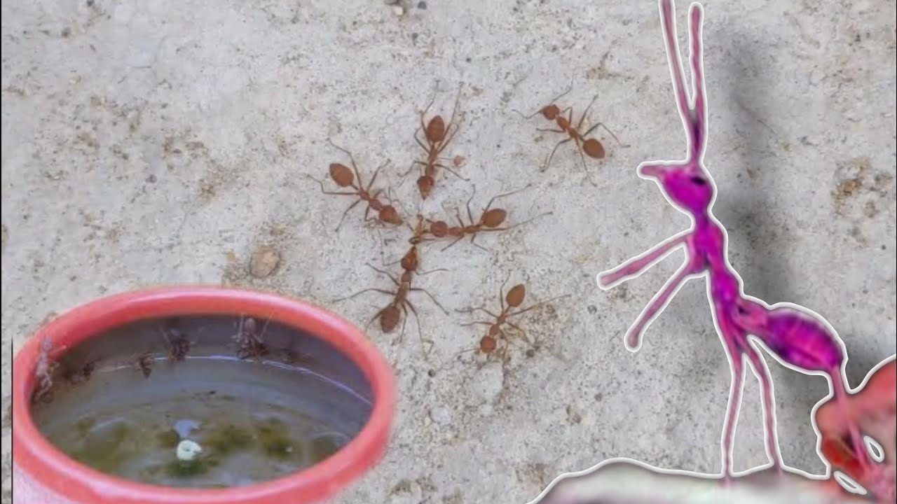 Weaver Ant Family in their village - YouTube