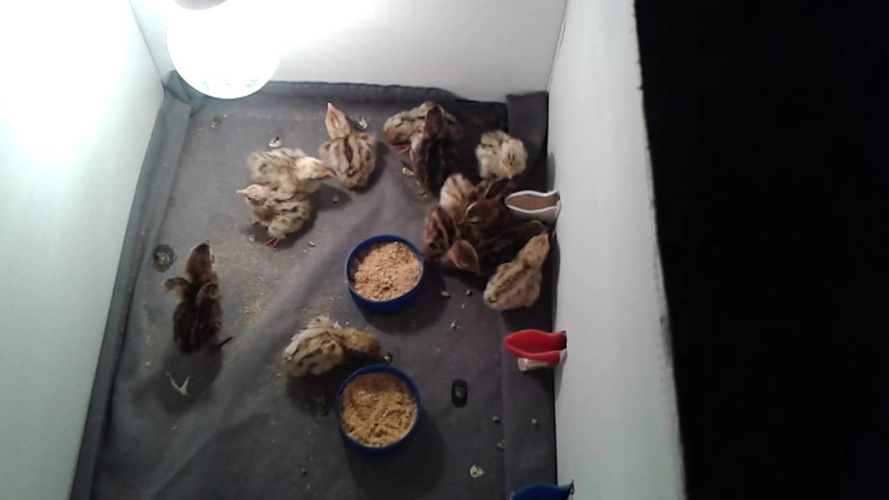 Codornices recien nacidas. - YouTube
