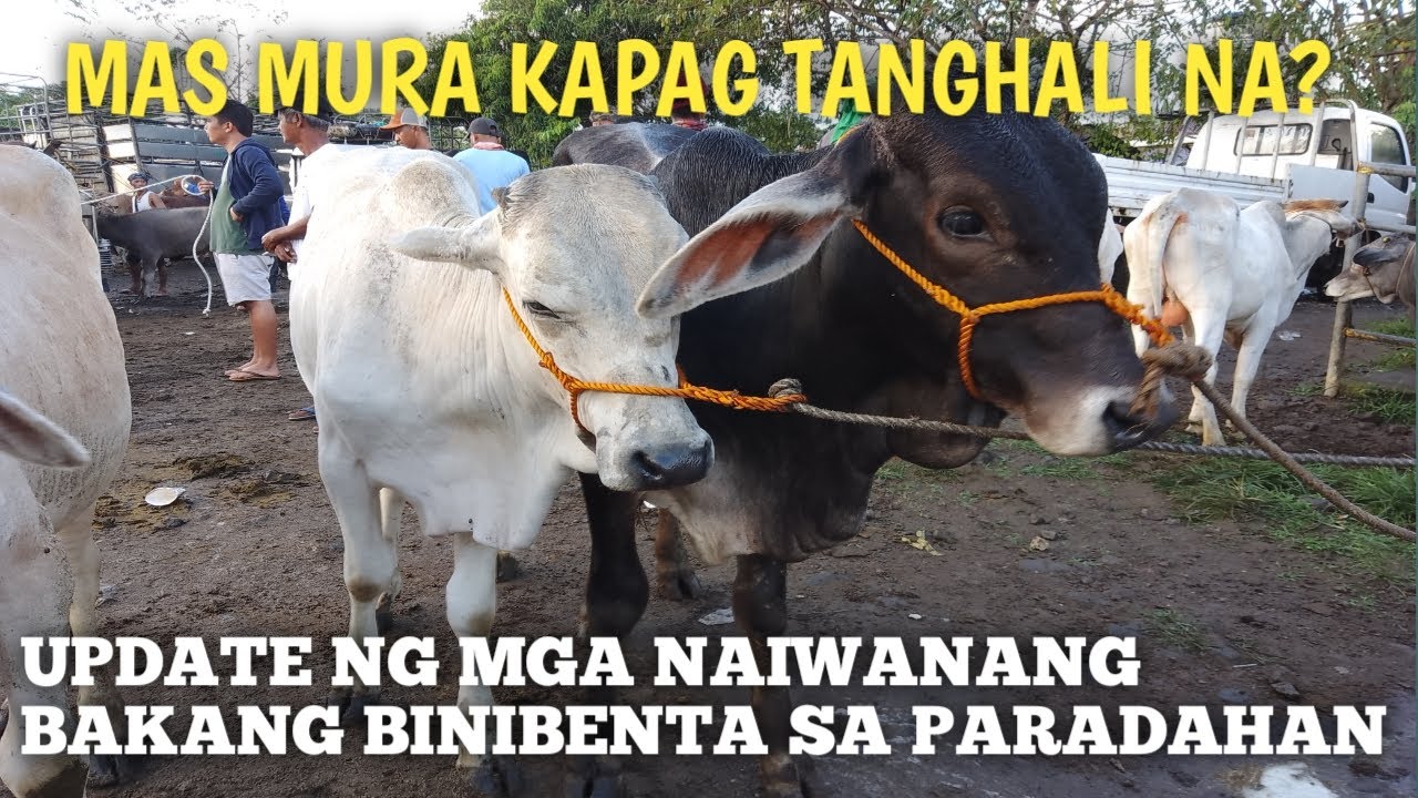 Mura ang Baka kapag tanghali na?Padre Garcia Batangas - YouTube