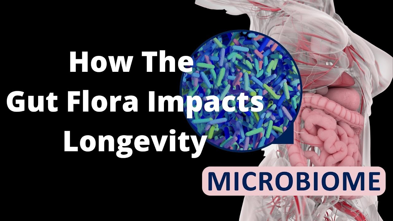 How the Gut Flora Impacts Lifespan - YouTube