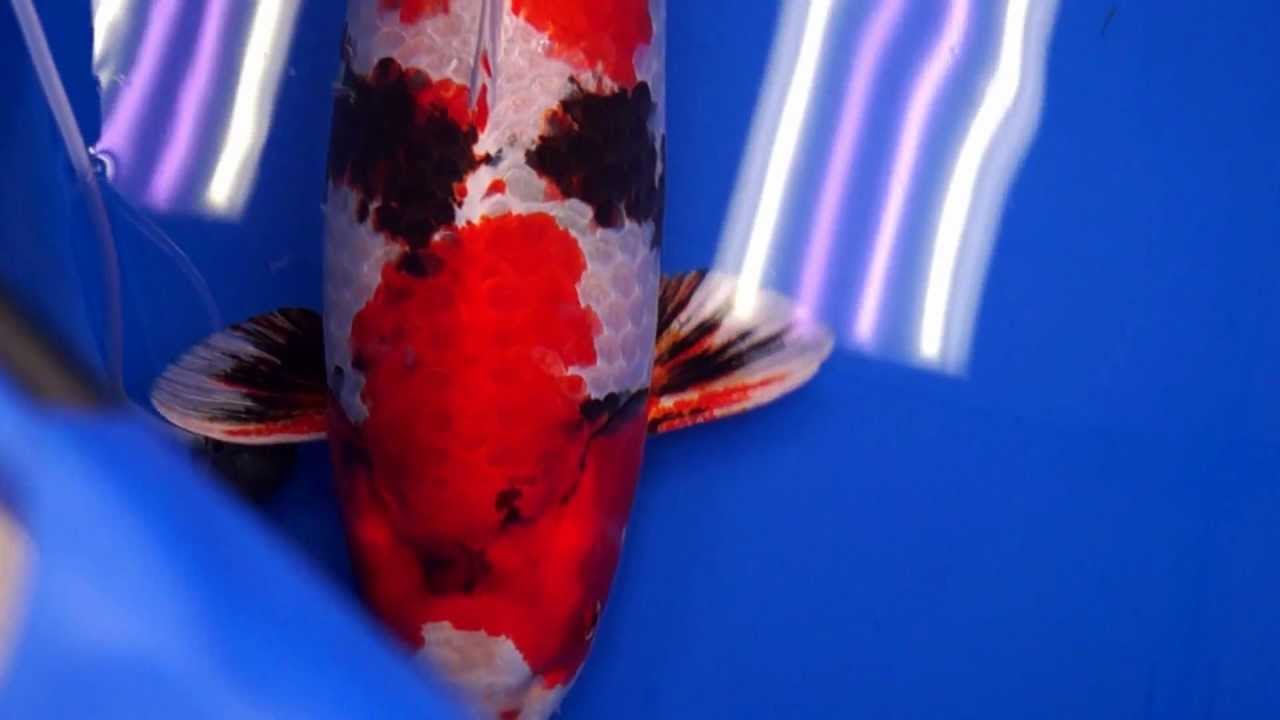 The 44th All Japan Koi Show, Kin Showa, Best in Variety Hikari Utsuri ...