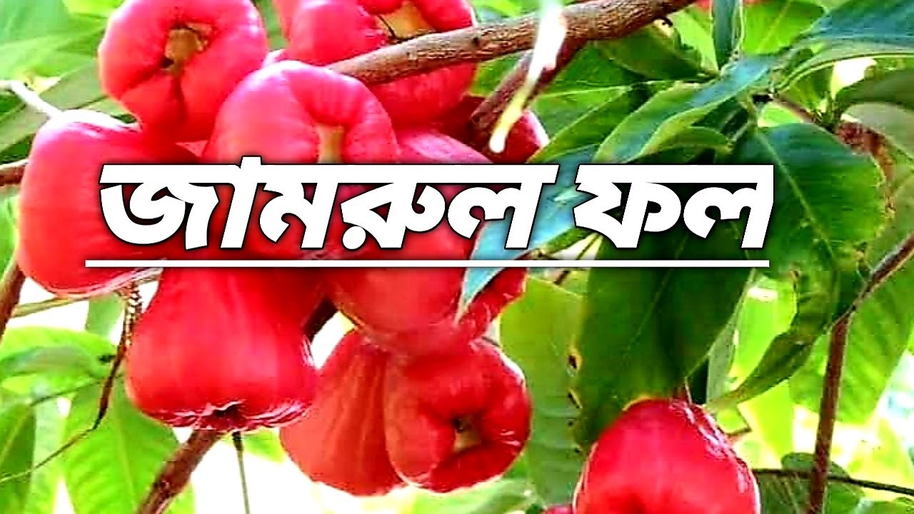 jamrul fruit tree।। জামরুল ফল।।#জামরুল - YouTube