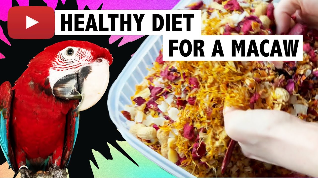 Health: Macaws New Dry Mix Diet | Only the Best for Maui the Macaw ...