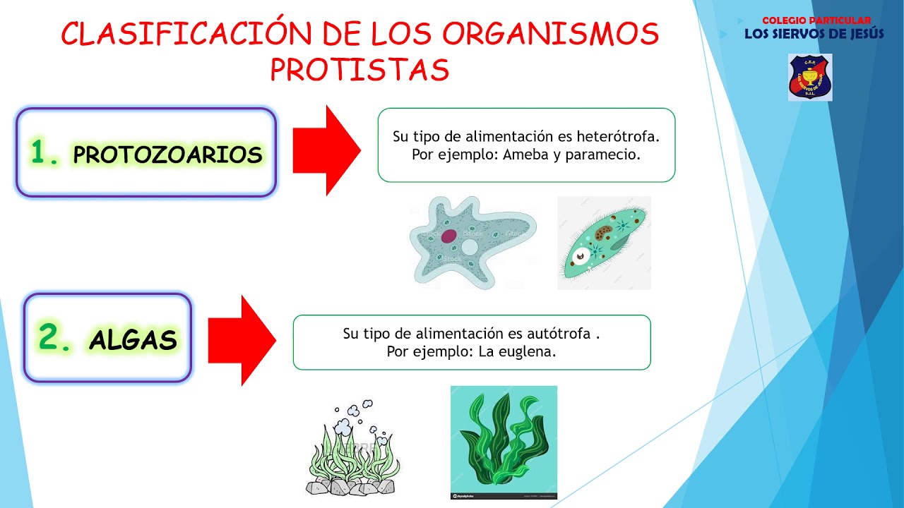 CIENCIA Y TECNOLOGÍA 6° PRIMARIA: REINO PROTISTA - YouTube