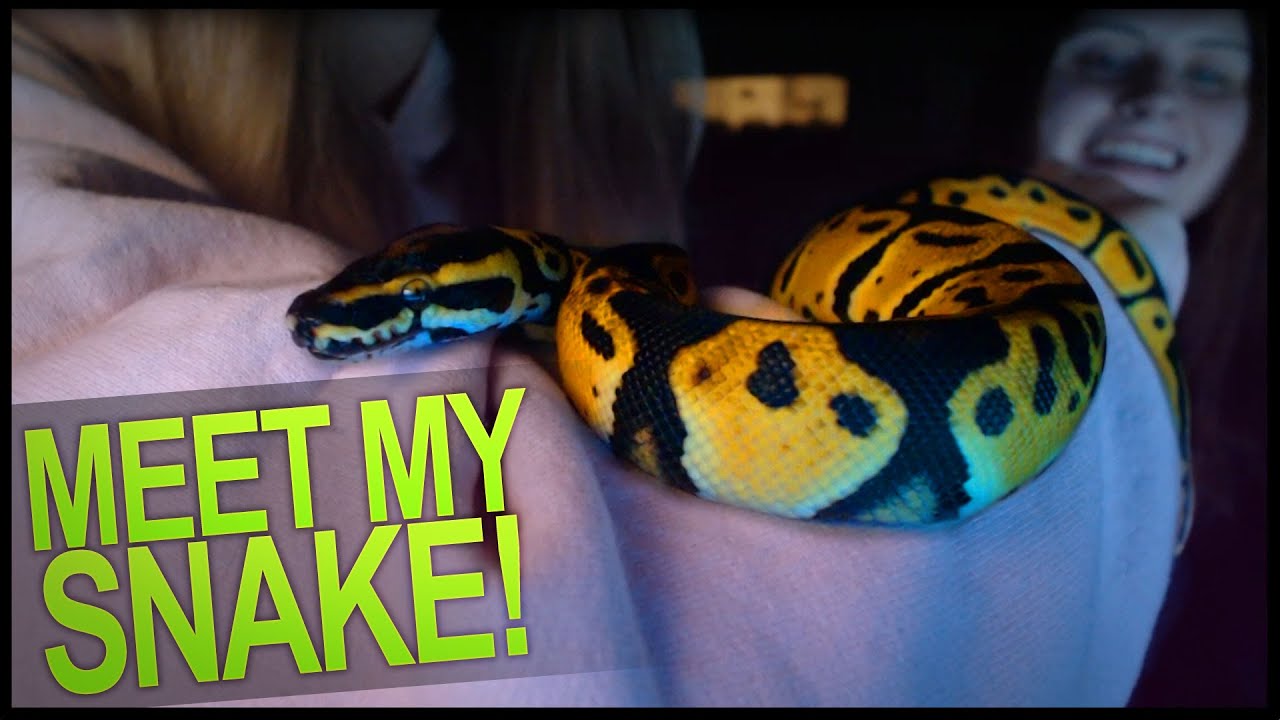 Meet My Snake Po! Ball Python Q&A ft. Velocifoxer - YouTube