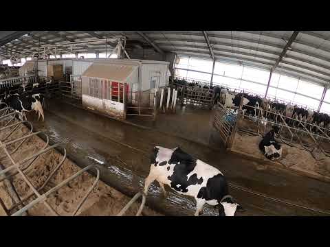 Cow timelapse