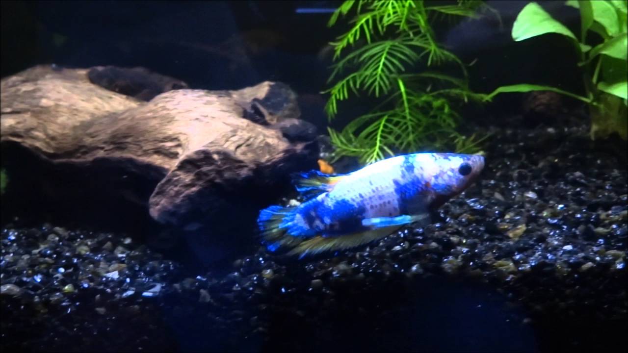 Betta Plakat Piebald Metalico - YouTube