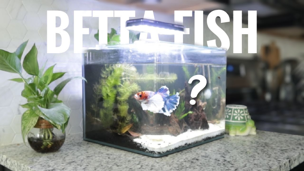I Chose the Perfect Betta | Tank Set Up + Betta Fish Reveal - YouTube