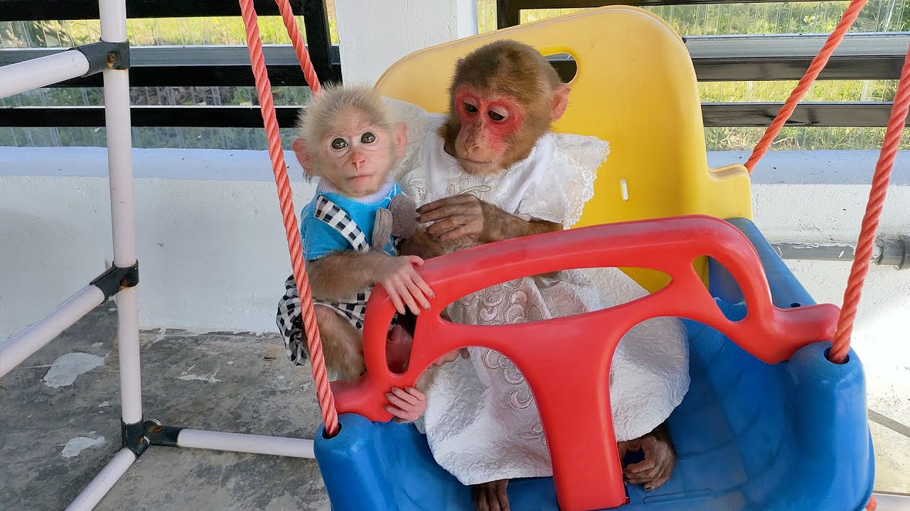 A fun afternoon with monkey Kobi and monkey ToTo - YouTube