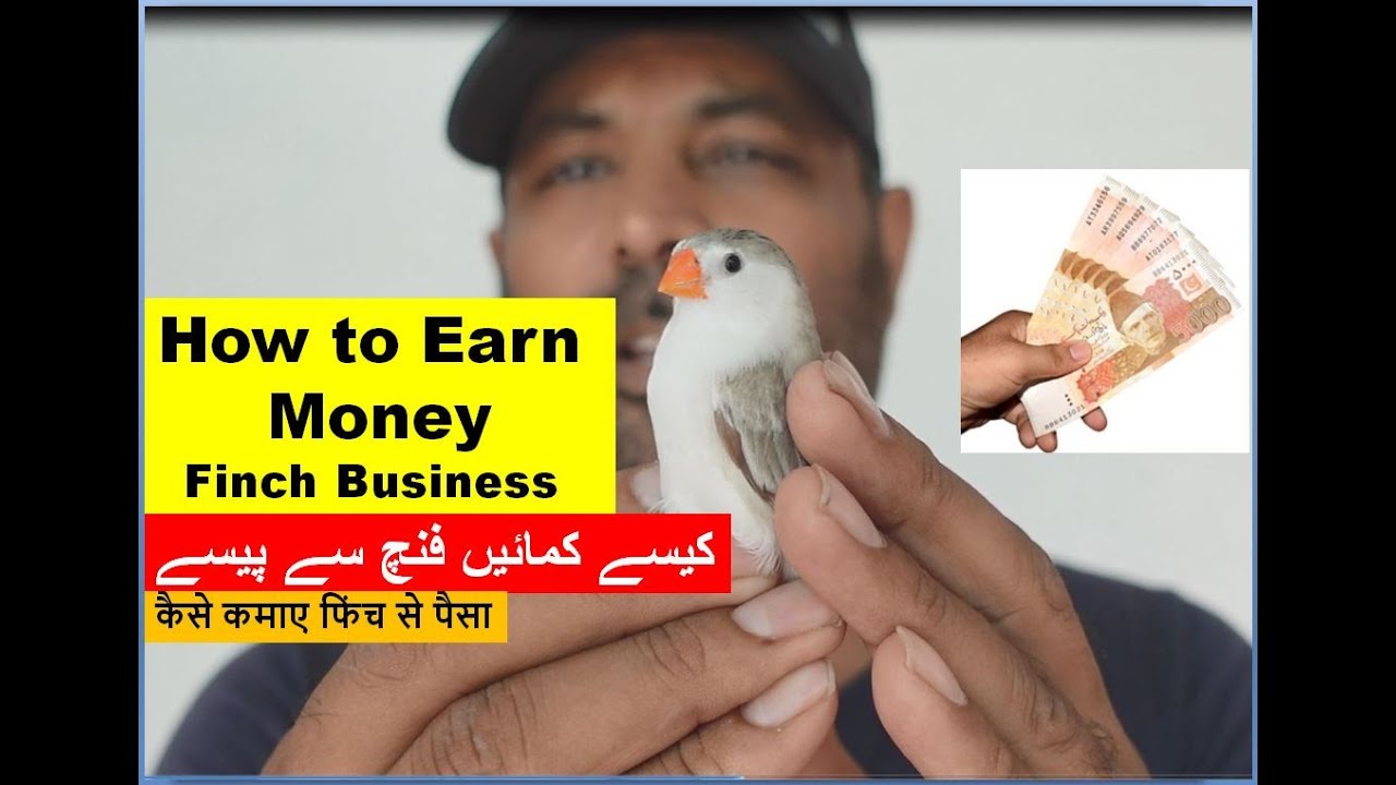 How to Earn Money from the Finch Business How to Make money from the ...