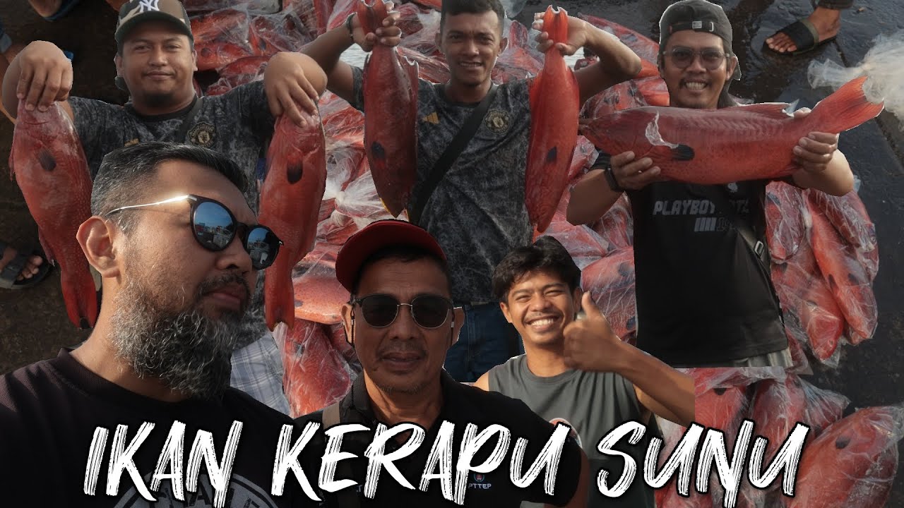 MEMUNGAH IKAN SEGAR DARI BOT KE DARAT. KERAPU SUNU @ SUNO !!! - YouTube