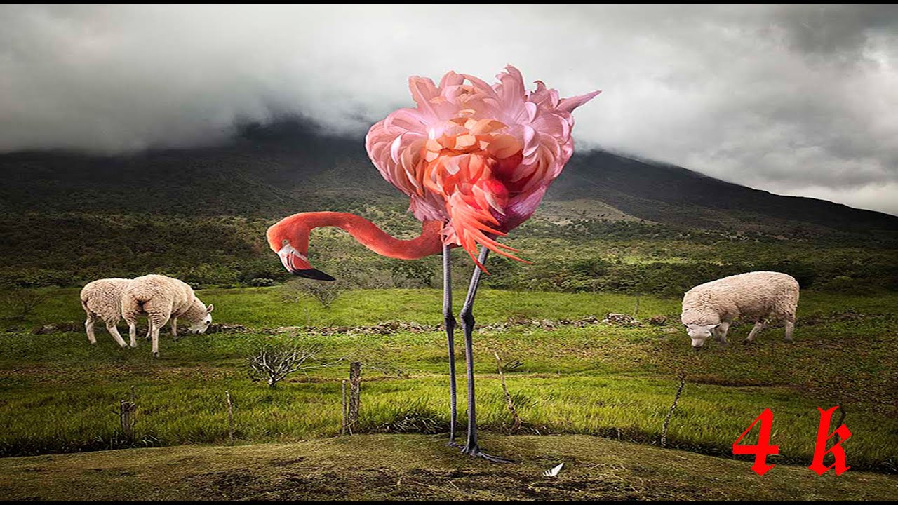 Most Beautiful Flamingos are Feeding | Feed | Ducks | Wildlife ...