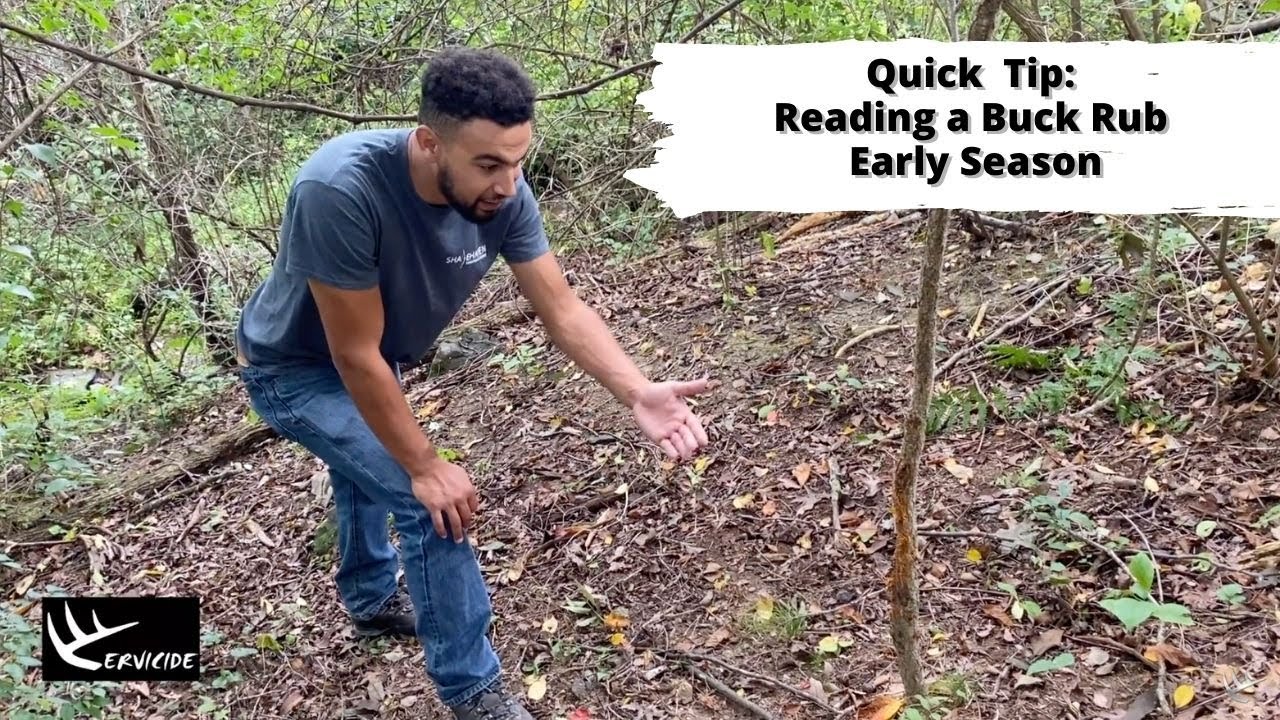Reading a Buck Rub- Early Season Quick Tip with Toren - YouTube