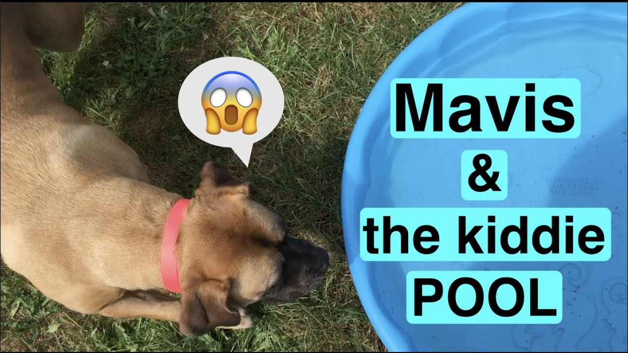 Mavis & the EVIL Kiddie Pool! Will she TRUST me?!? - YouTube