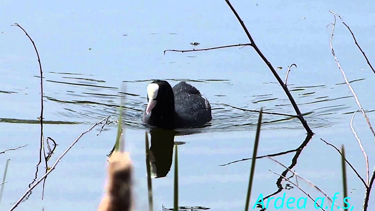 Lyska čierna - Fulica atra , - YouTube