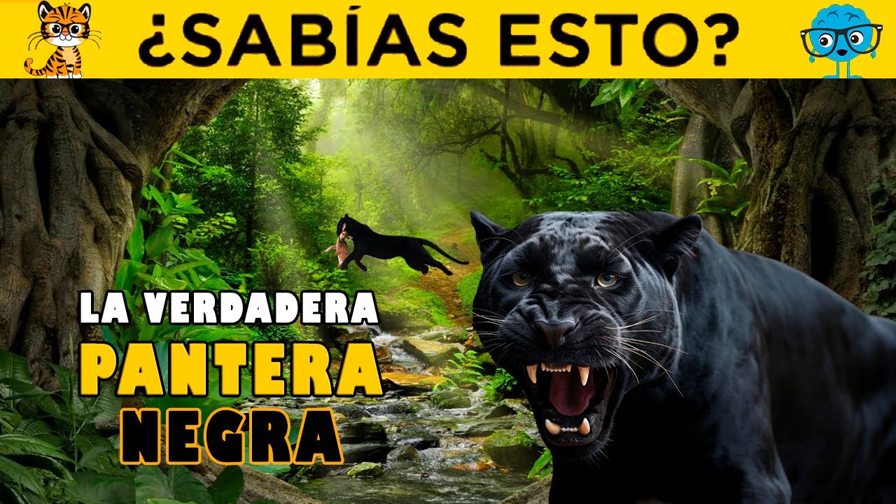 ¿Cual es el SECRETO de la VERDADERA PANTERA NEGRA? - YouTube