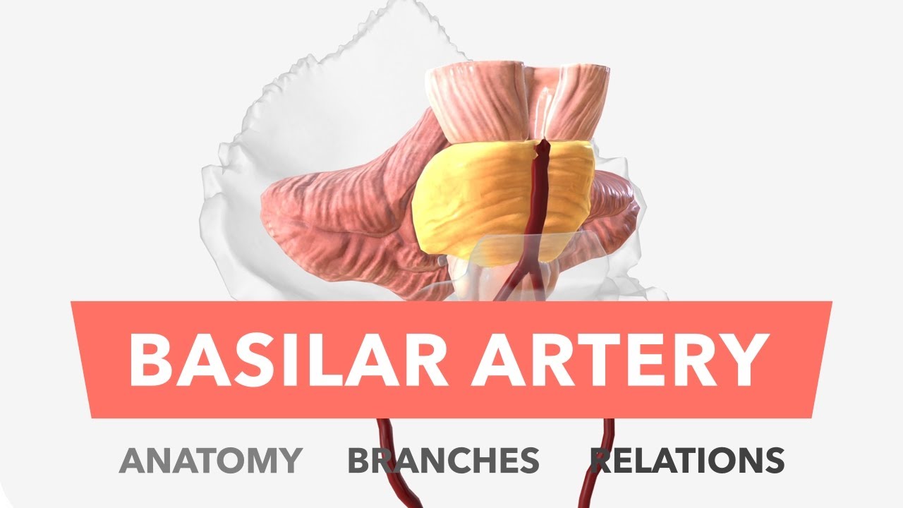 Basilar Artery - Anatomy, Branches & Relations - YouTube