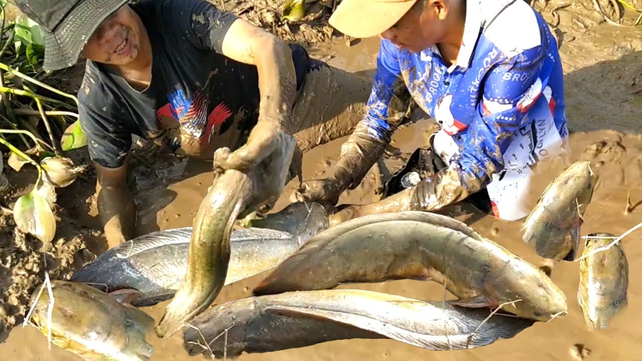 Really Amazing Traditional Fishing in mud Catch by Hands There's So ...