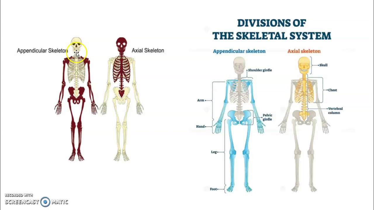 Lucent’s Biology | Chapter 48- Skeletal System (Part-1) | SSC | CPO ...