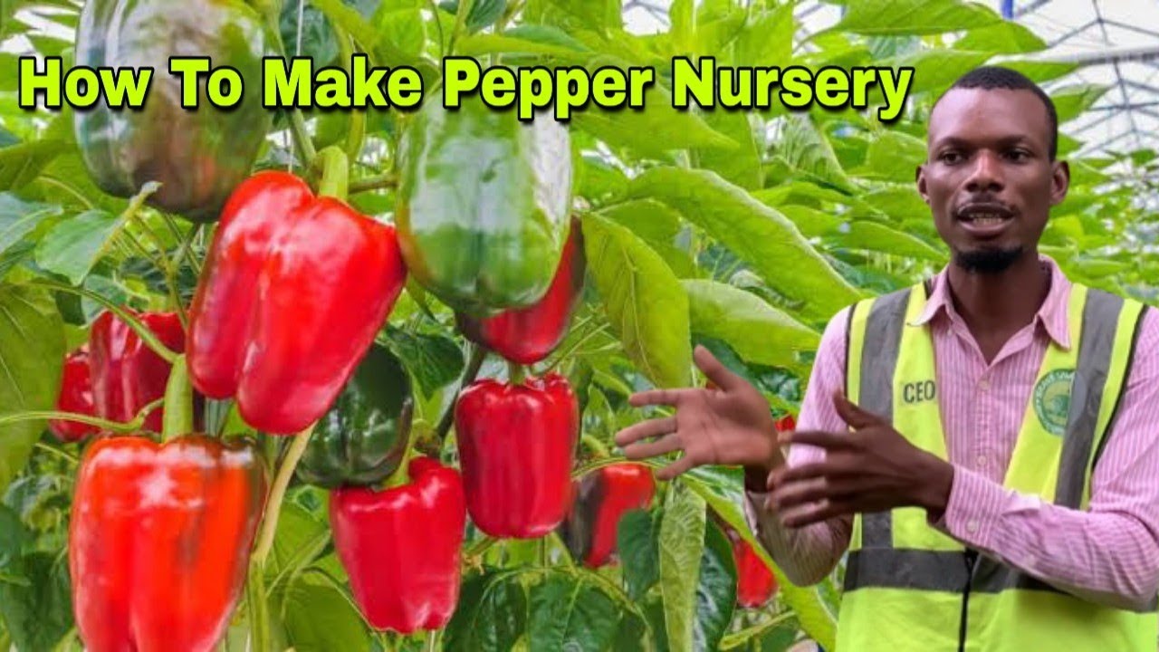 How To make Pepper Nursery - YouTube