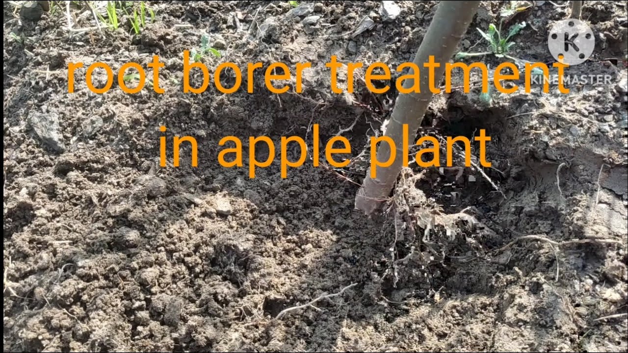 root borer treatment in apple plant - YouTube
