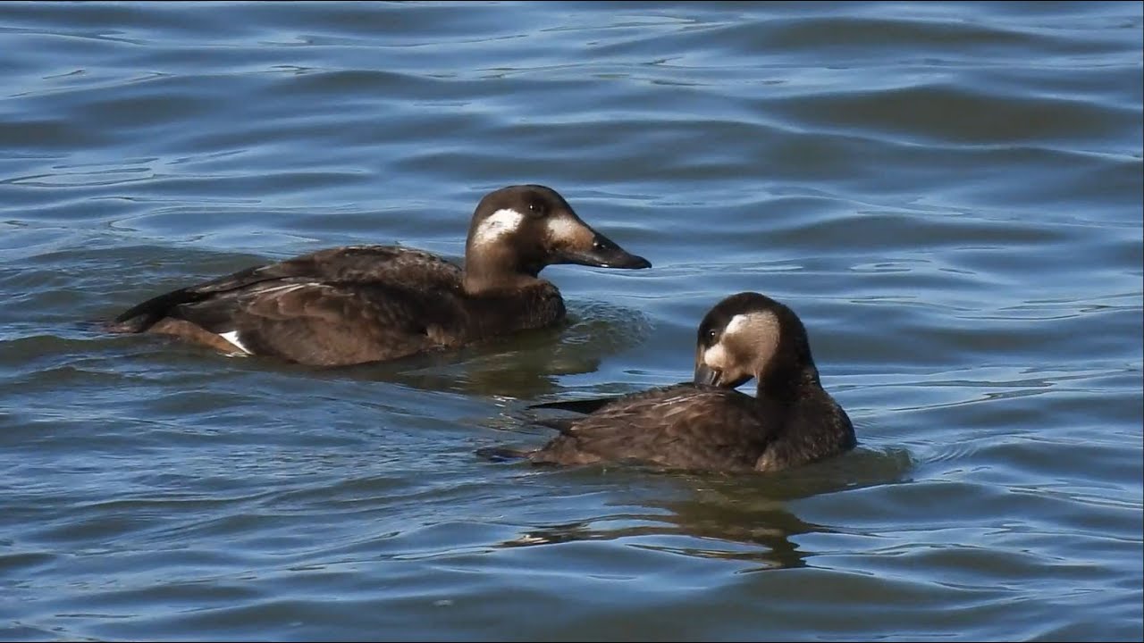 White-winged Scoter and Surf Scoter 12-1-24 - YouTube