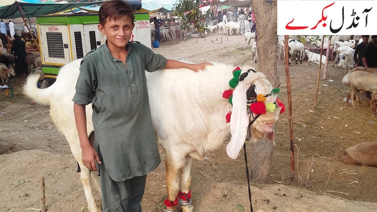 Andal Bakray - Lahore Bakra Mandi Mai Andal Bakray 2018 - YouTube