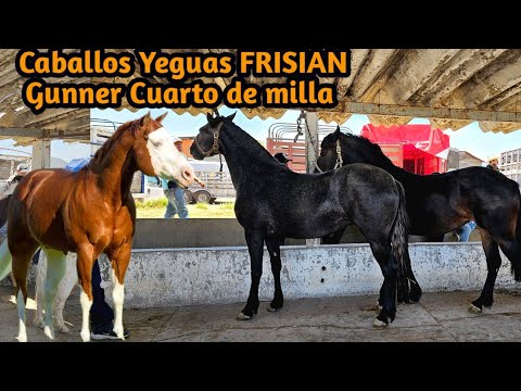 FRISONES yeguas potros potrancas gunner caballos y yeguas cuarto de ...