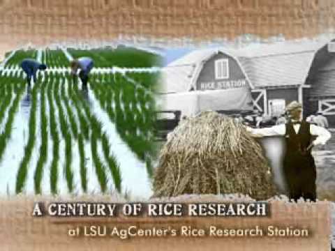 A Century of Rice Research at the LSU AgCenter Rice Research Station - YouTube