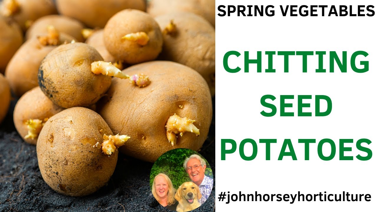 HOW TO CHIT POTATOES FOR SPRING - CHITTING ARRAN PILOTS & KESTRELS ...