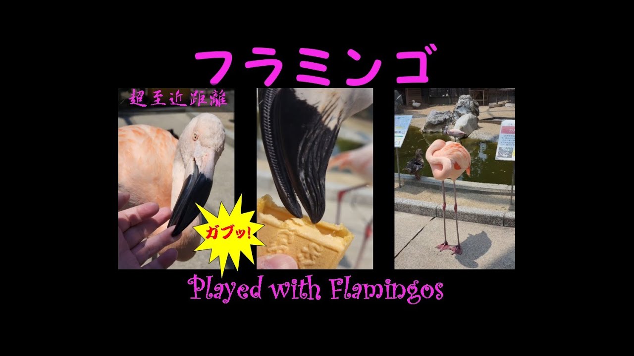 将軍，フラミンゴに指を咬まれる🦩（4K） Flamingo bites my finger. - YouTube