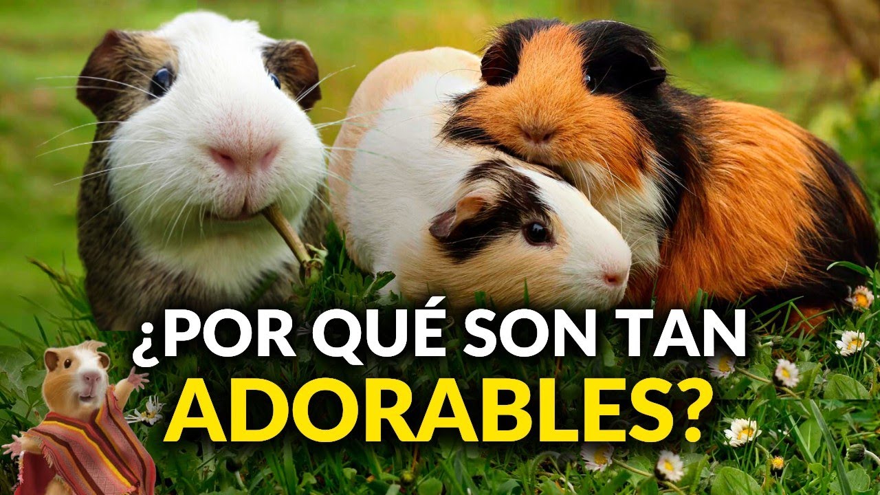 ¿Por qué los Cuyes son los animales más adorables? - YouTube