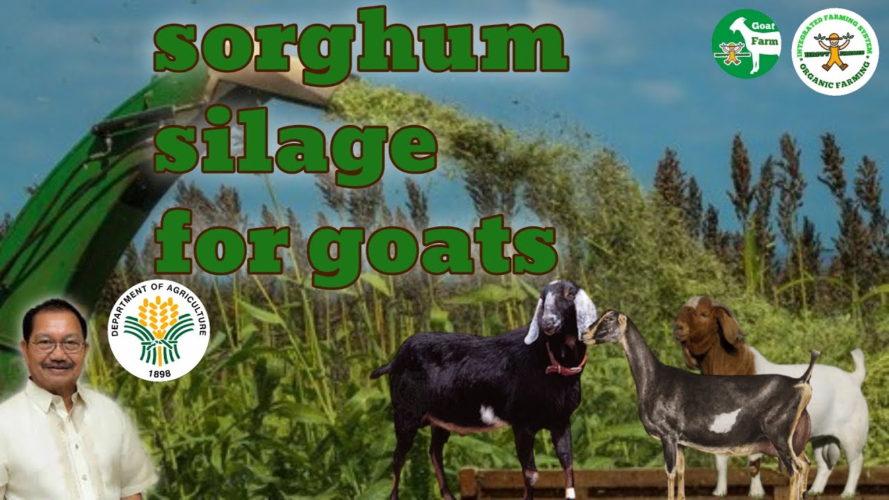 Goat farming in the Philippines | Boer | Anglo Nubian | LaMancha | Sec ...