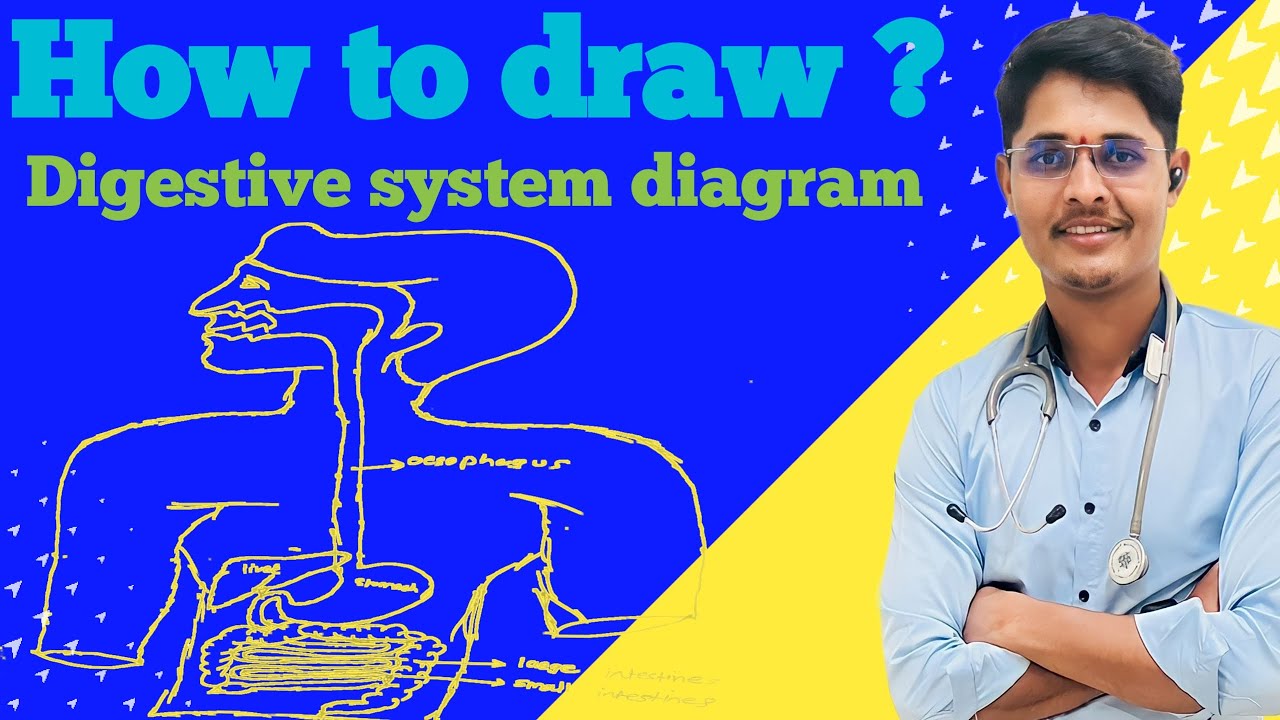 How to draw digestive system diagram || digestive system diagram easy ...
