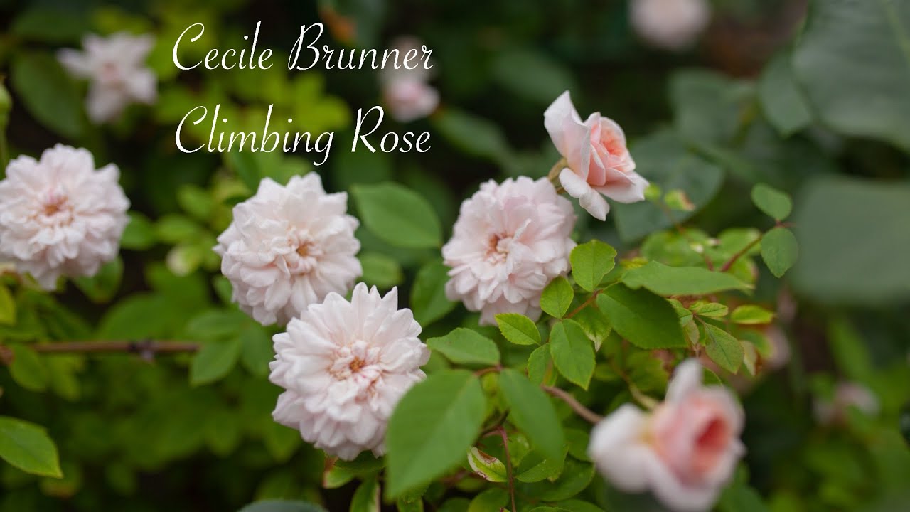 Cecile Brunner Climbing Rose - Year 3 - YouTube