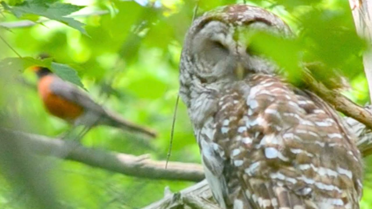 3 Robin Alarm Calls That Find Predators (Secret Strategy) - YouTube
