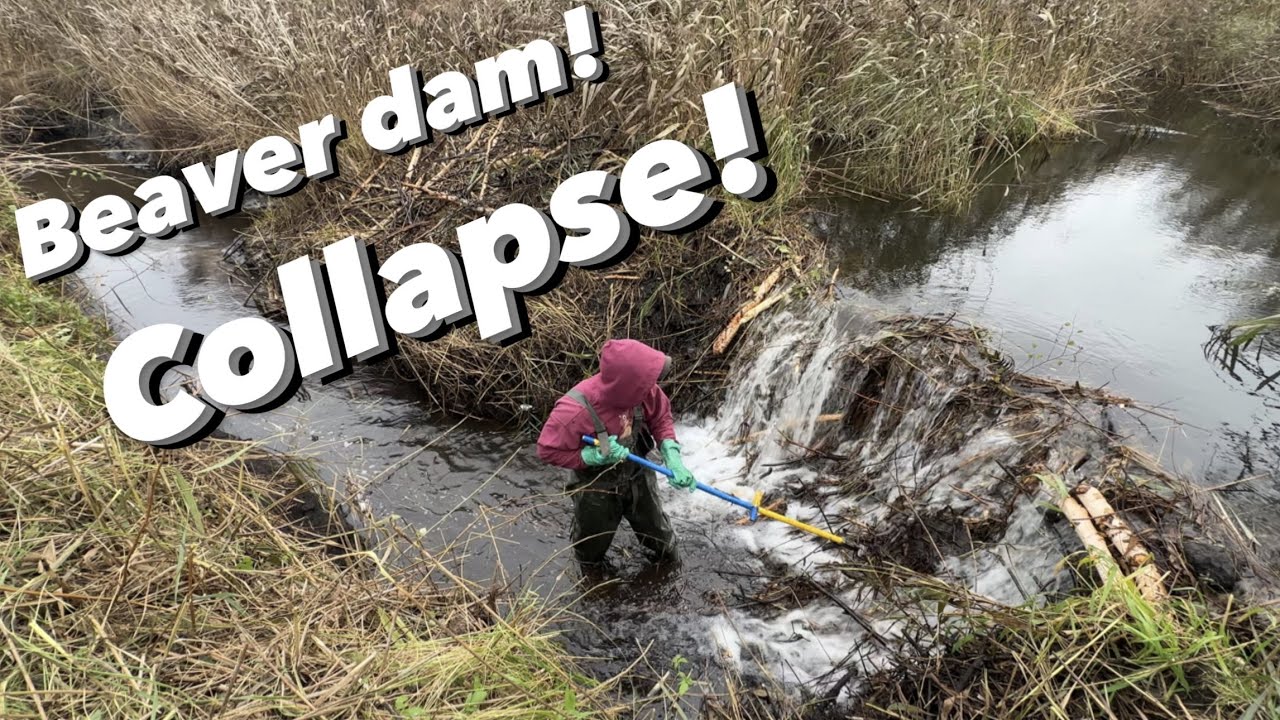 5 FOOT Beaver Dam Collapse! - YouTube