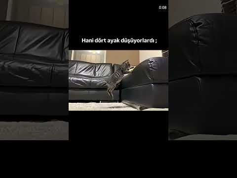 hani kediler 4 ayak üstünde dura bilirdi