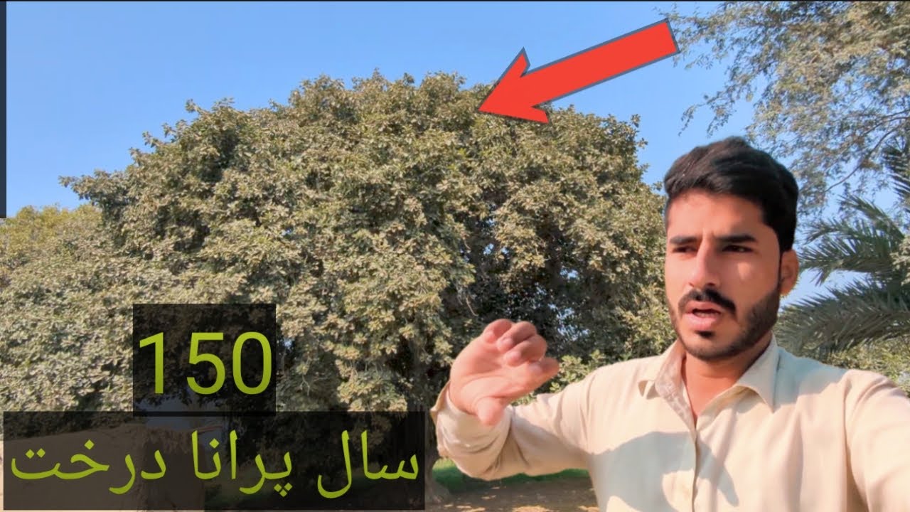 150 Saal Purana drakht 😳|| best vlog || informative vlog || Shakeel vlogs - YouTube