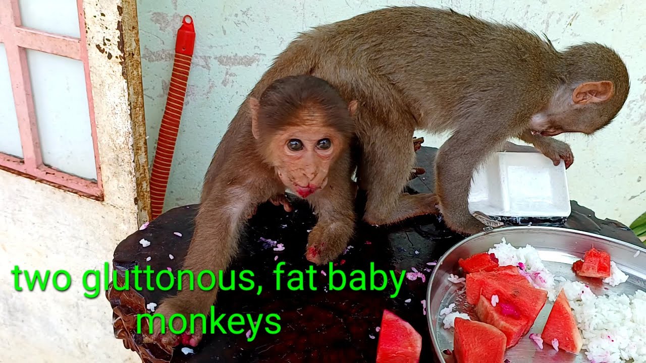 two gluttonous, fat baby monkeys"Monkey baby hihi" - YouTube