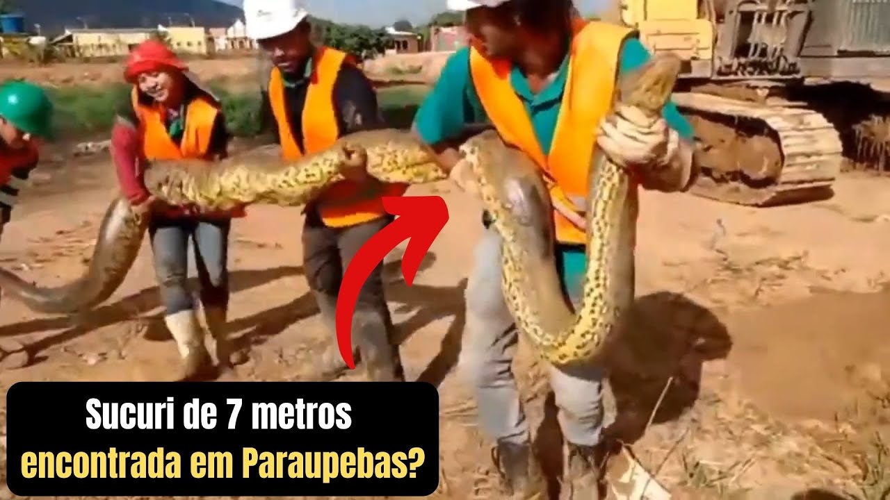 Sucuri de 7 metros em Parauapebas? - YouTube