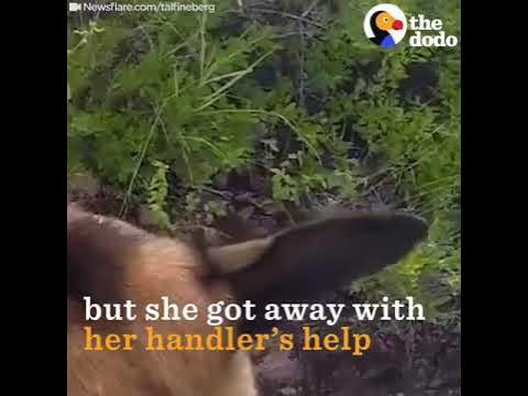 Dog vs Python Anti Poaching Dog Attacked By Python The Dodo - YouTube