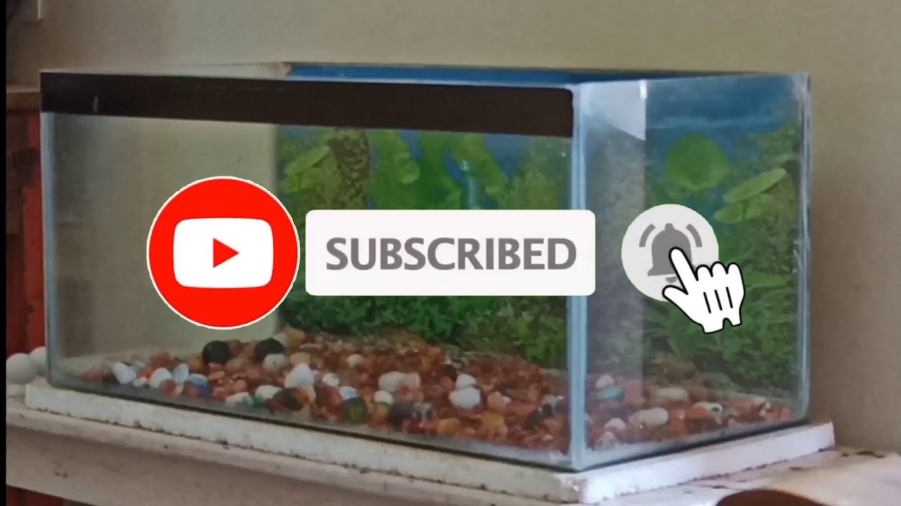 FISH Tank Setup | koi Fish | Aquarium Shark Fish | Barb fish Aquarium ...
