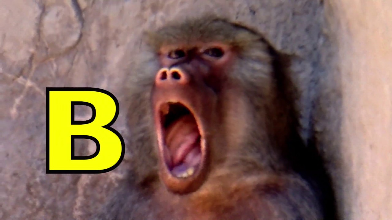 ALPHABET ANIMALS - PHONICS - ALPHABET SONG (Part 29) Preschool, K-3 ...